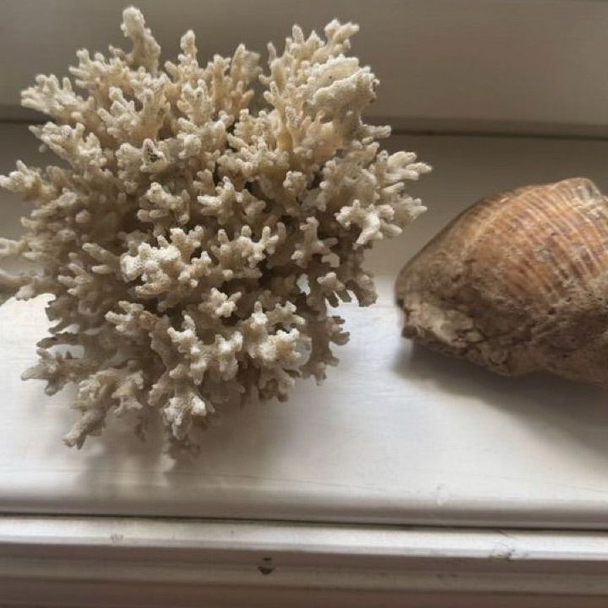 Морской коралл