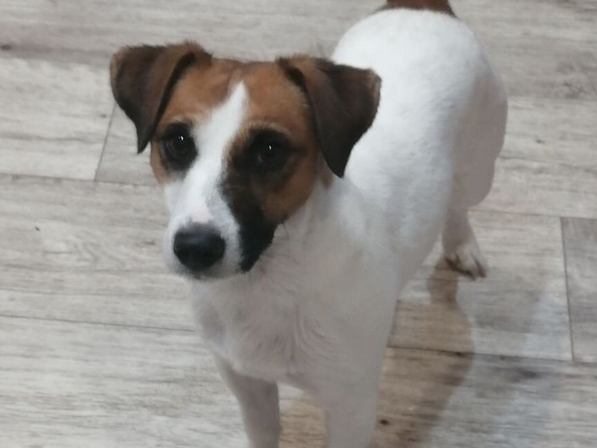 Джек Рассел терьер