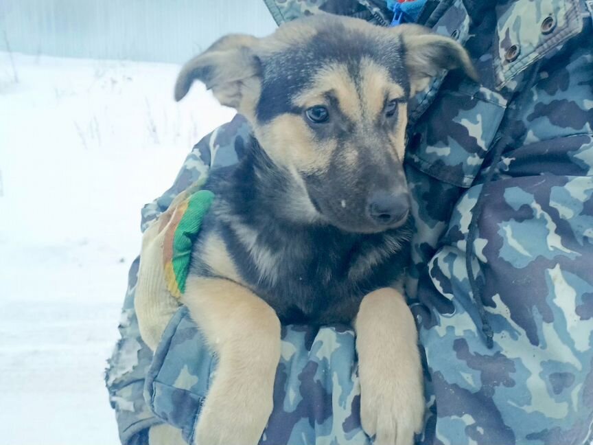 Подарите шанс некрасивому щенку
