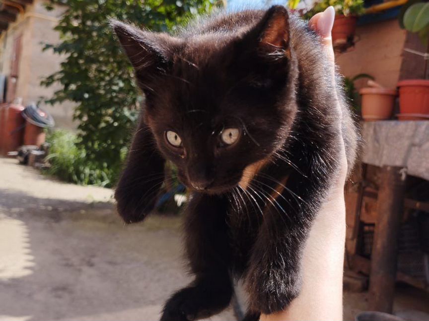 Черный котик в самые добрые руки