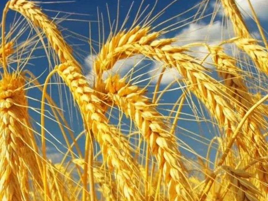 Зерно пшеница