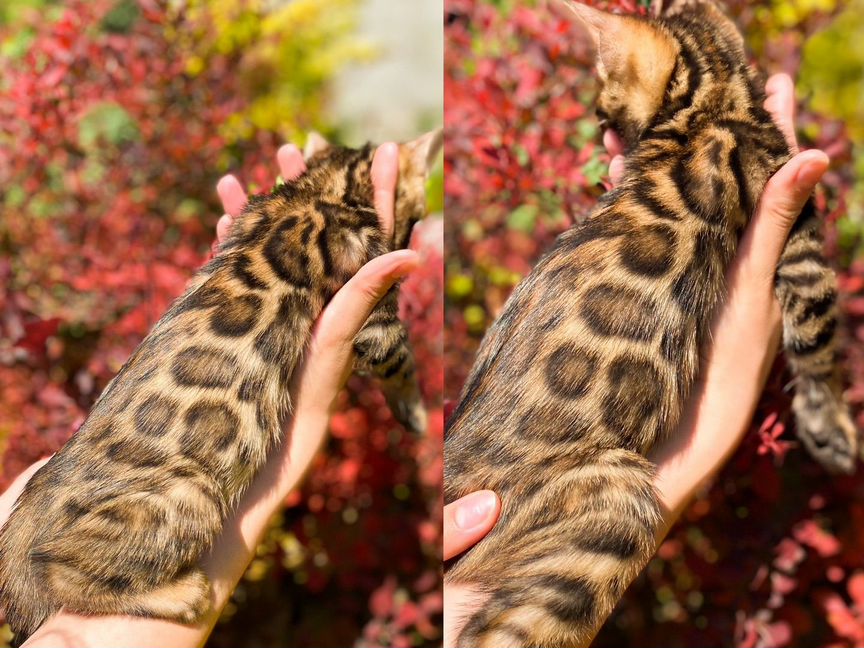 Бенгальские котята
