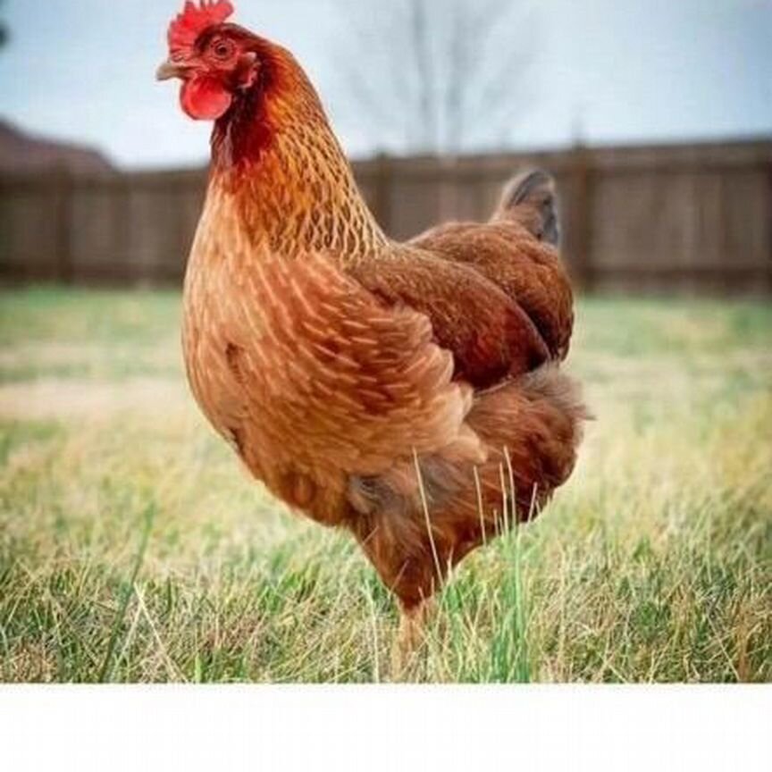 Куры несушки