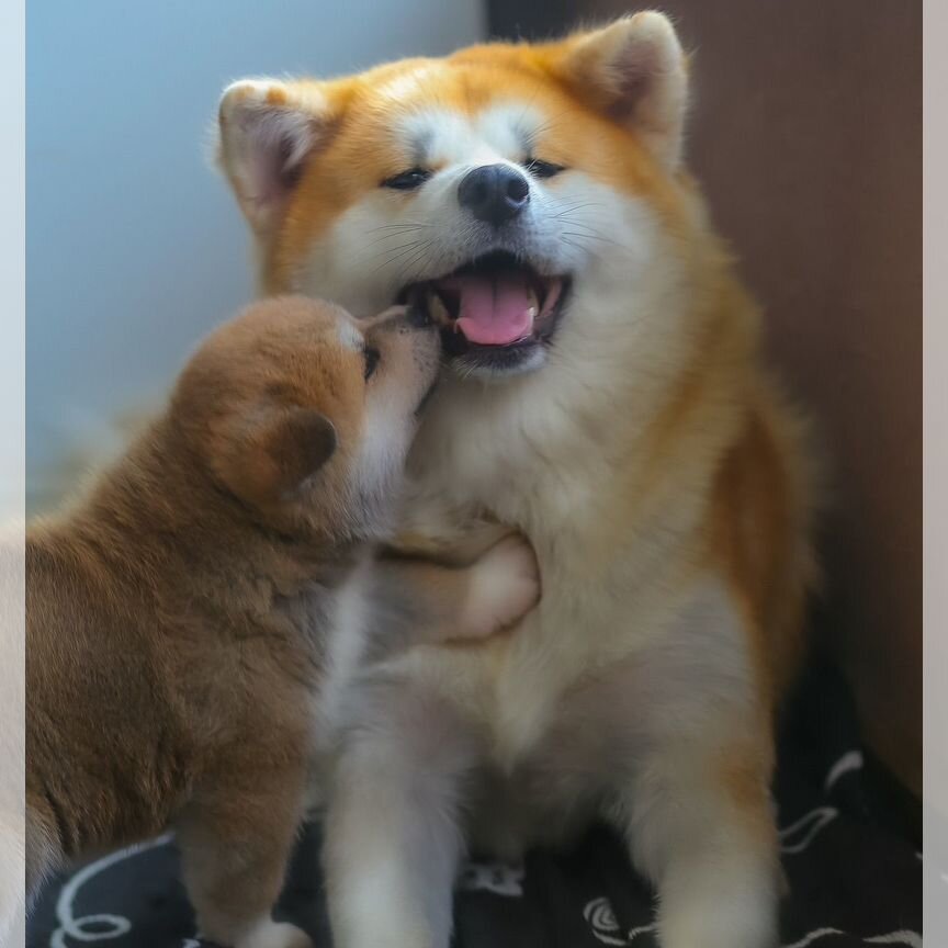 Прекрасные щенки Акита- ину от Чемпионов