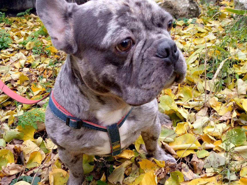 Французский бульдог вязка