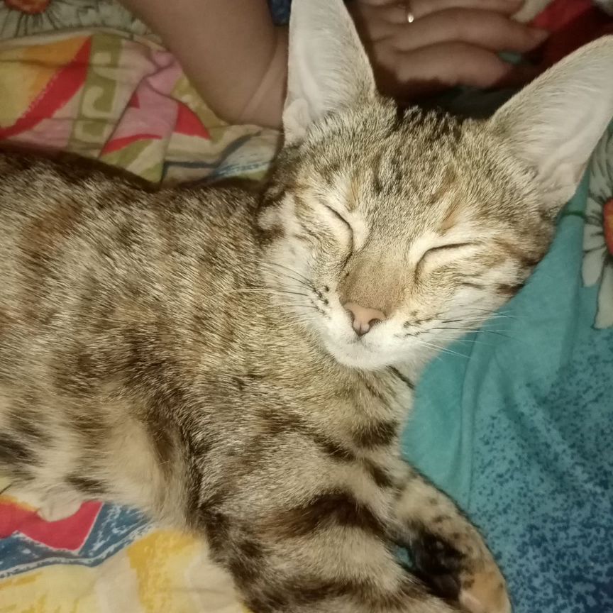 Бенгальские котята