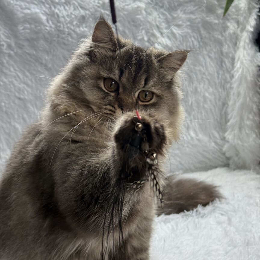 Шотландский прямоухий длинношёрстный котёнок