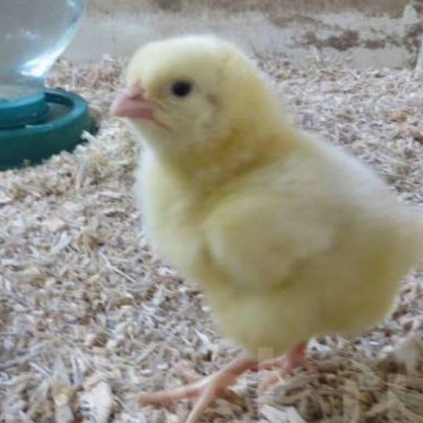 Цыплята бройлеры росс 308