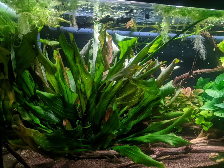 Эхинодорус Питон