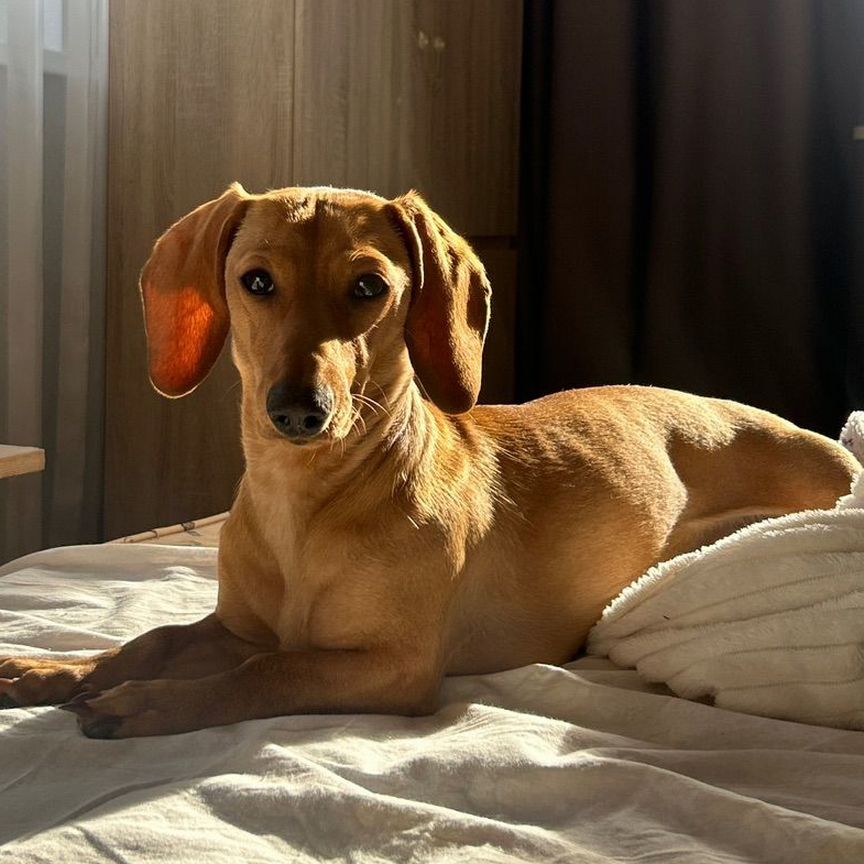 Такса, взрослая собака