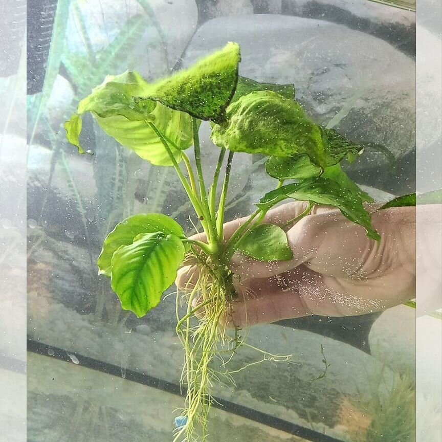 Анубиас растения для аквариума