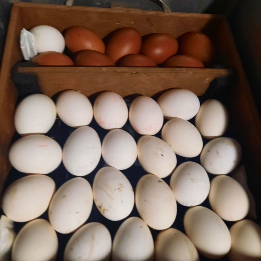 Яйца доя вывода цыплят