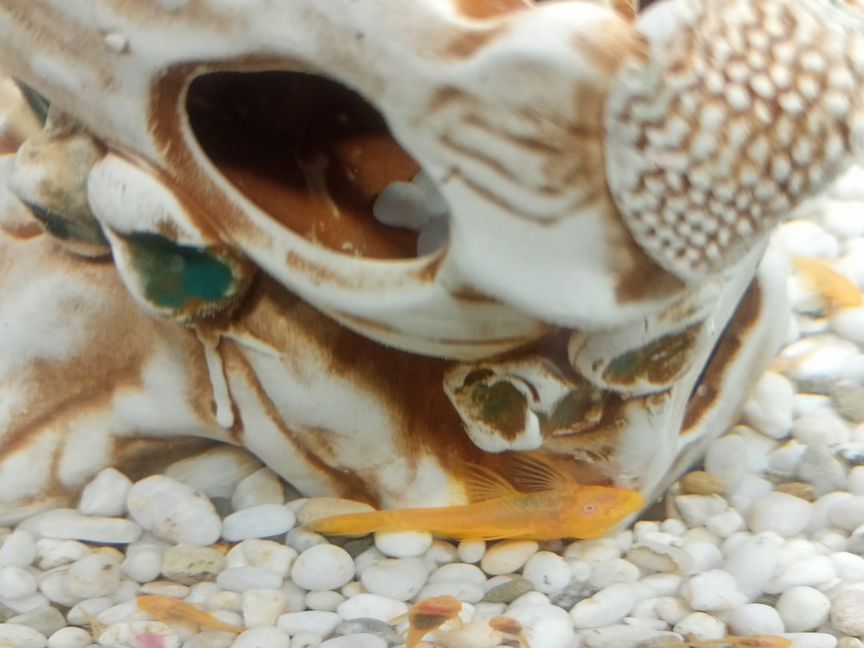 Маленькие сомики