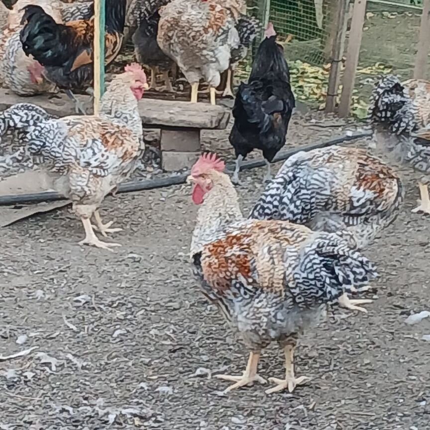 Продажа породистых петухов на племя