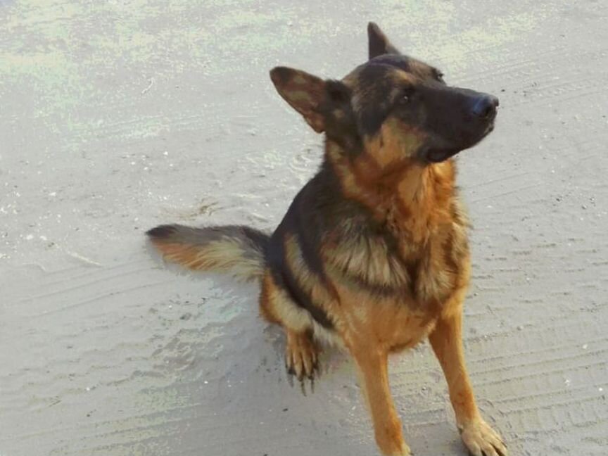 Черная немецкая овчарка