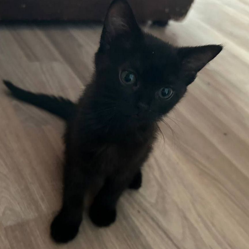 Кошечки в добрые руки