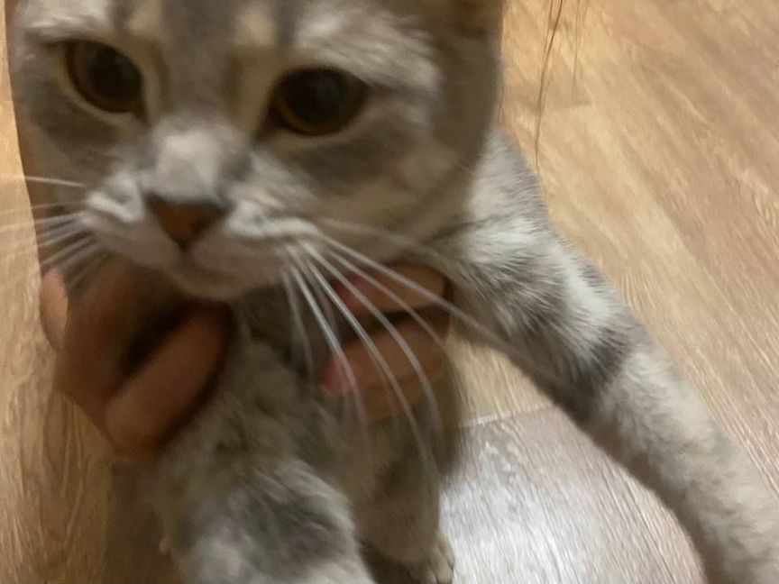 Кошка шотландская скоттиш-страйт 1 год приучена