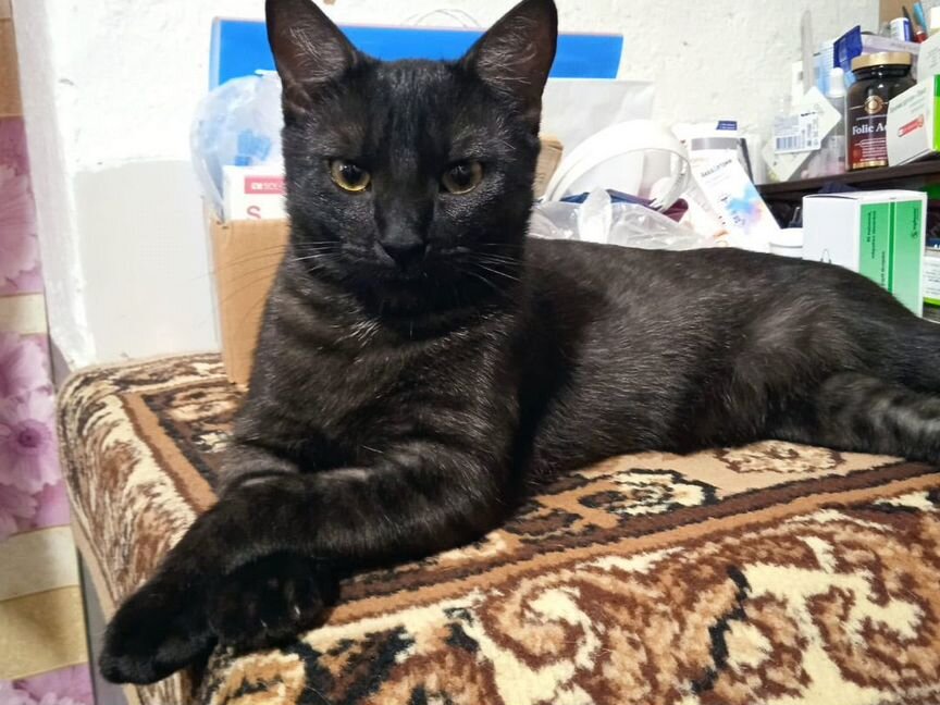 Кошечка в добрые руки