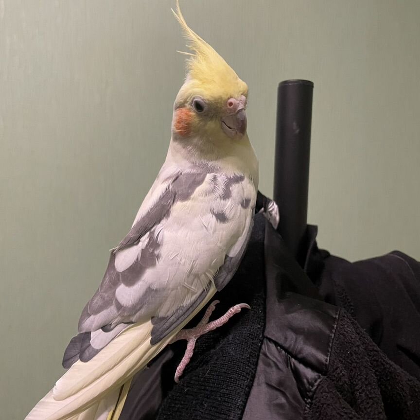 Попугай карелла,вместе с клеткой