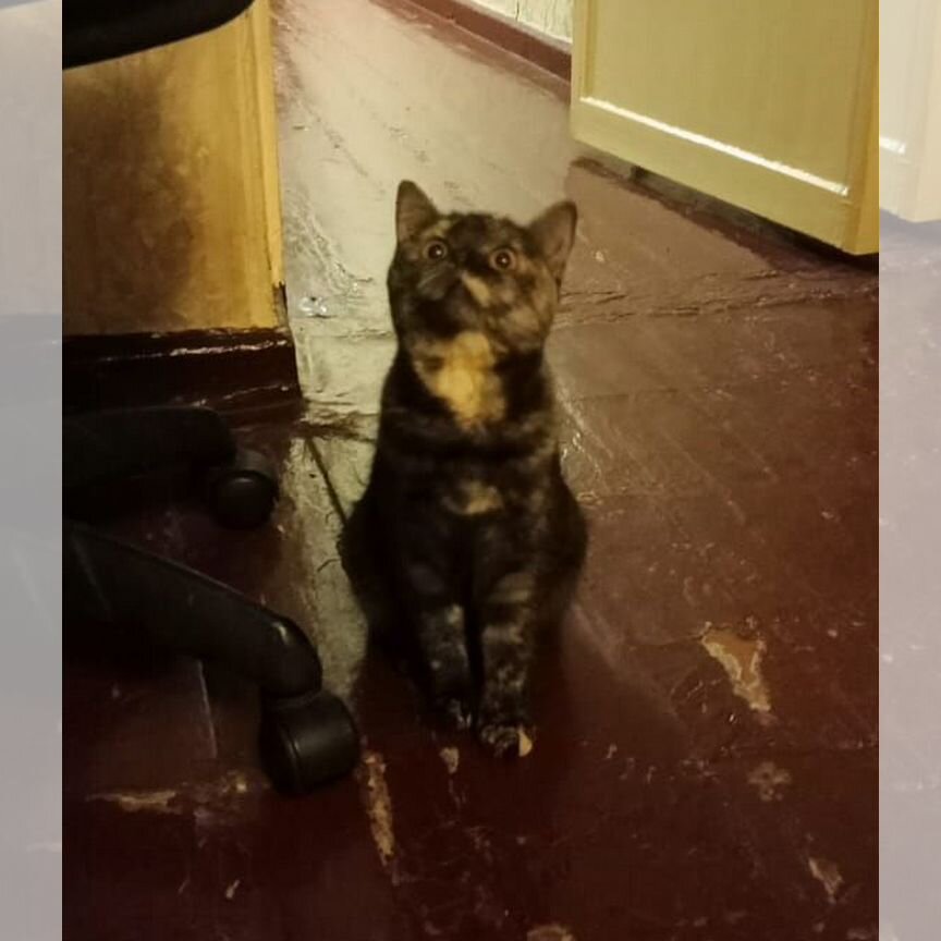 Отдам в добрые руки