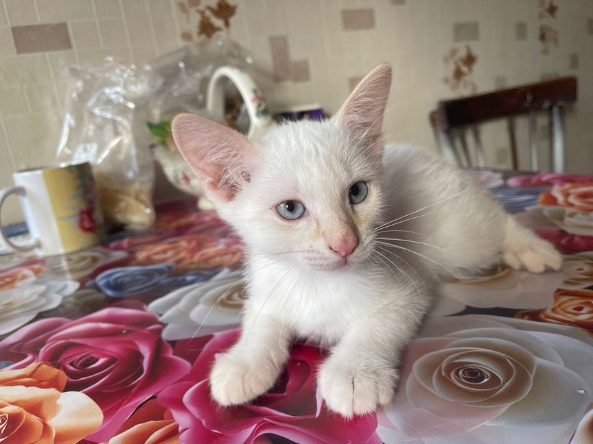 Тайская кошечка