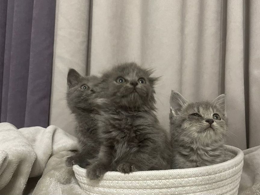 Плюшевые плюшки