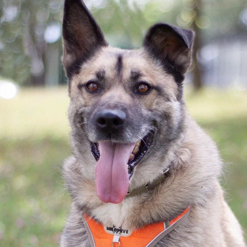 Собака Малыш в добрые руки