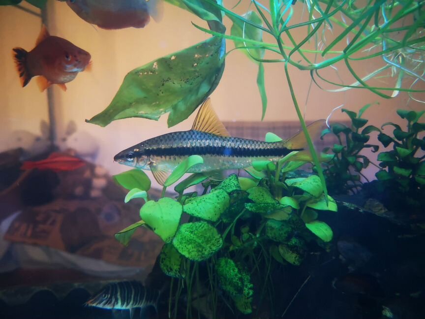 Сиамский водорослеед, взрослые рыбки