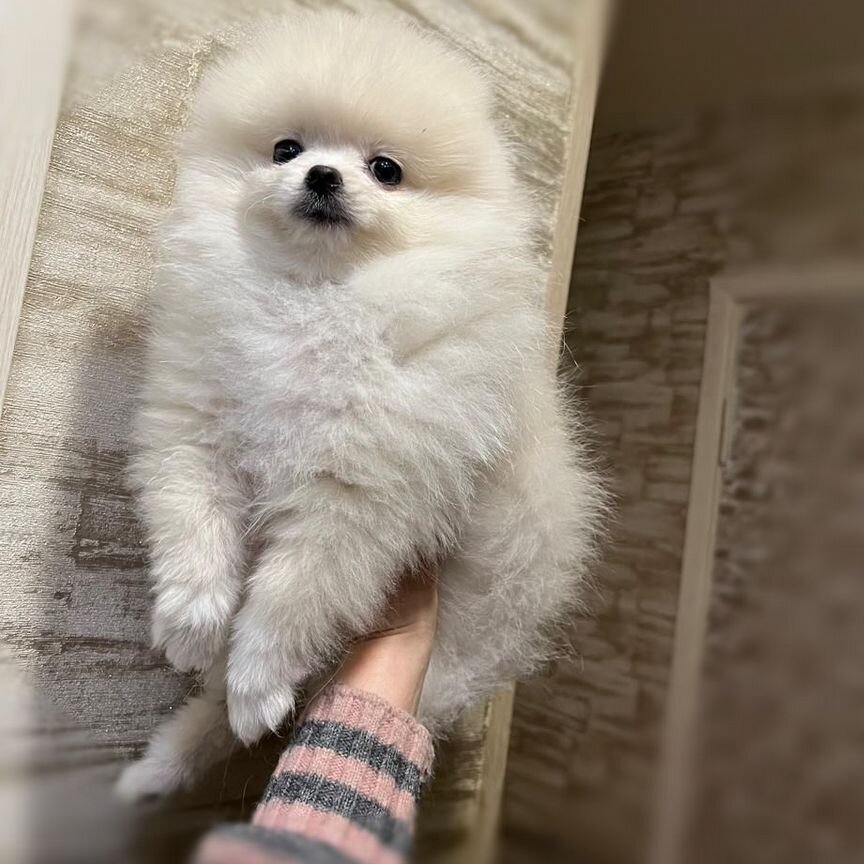 Померанский шпиц мини