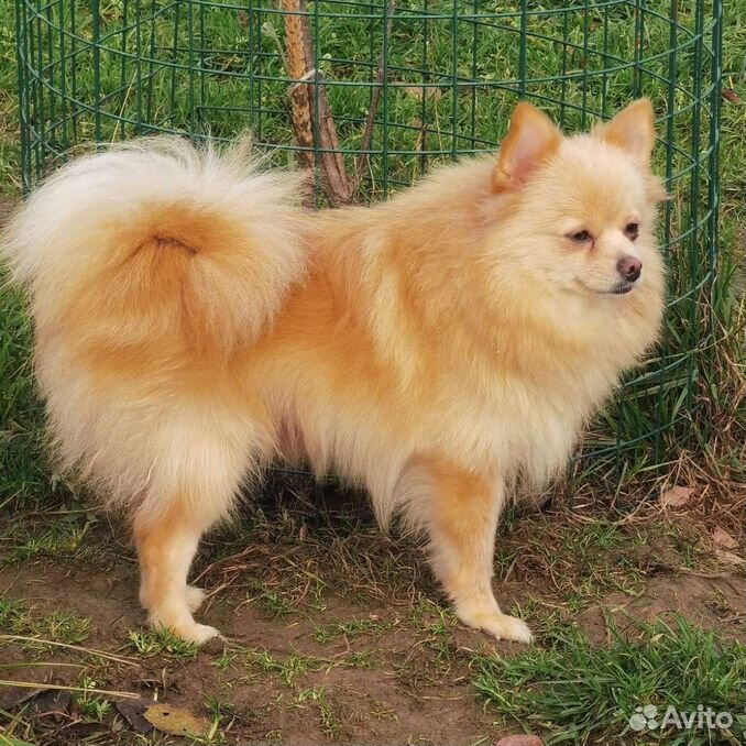 Шпиц девочка 2,5 года в семью