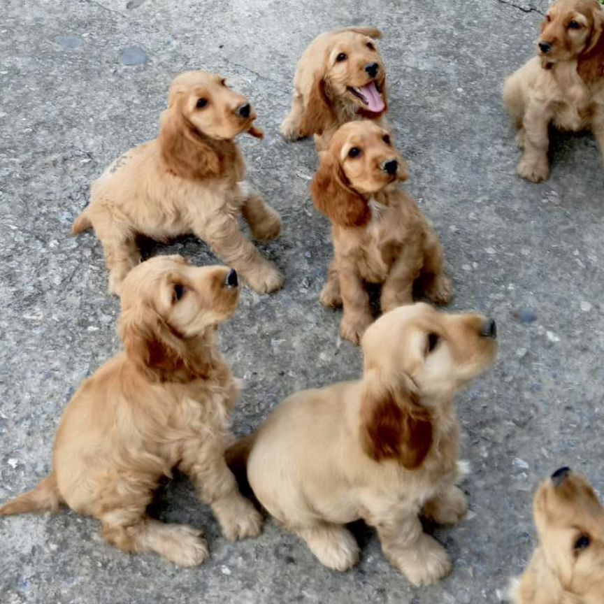 Кокер спаниель английский