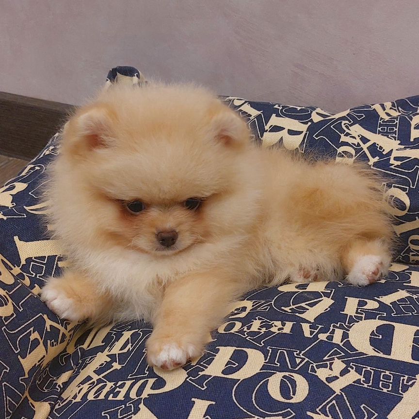 Померанский шпиц, щенок