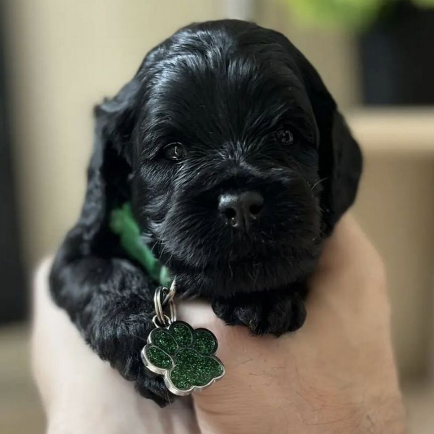 Кавапу, щенок