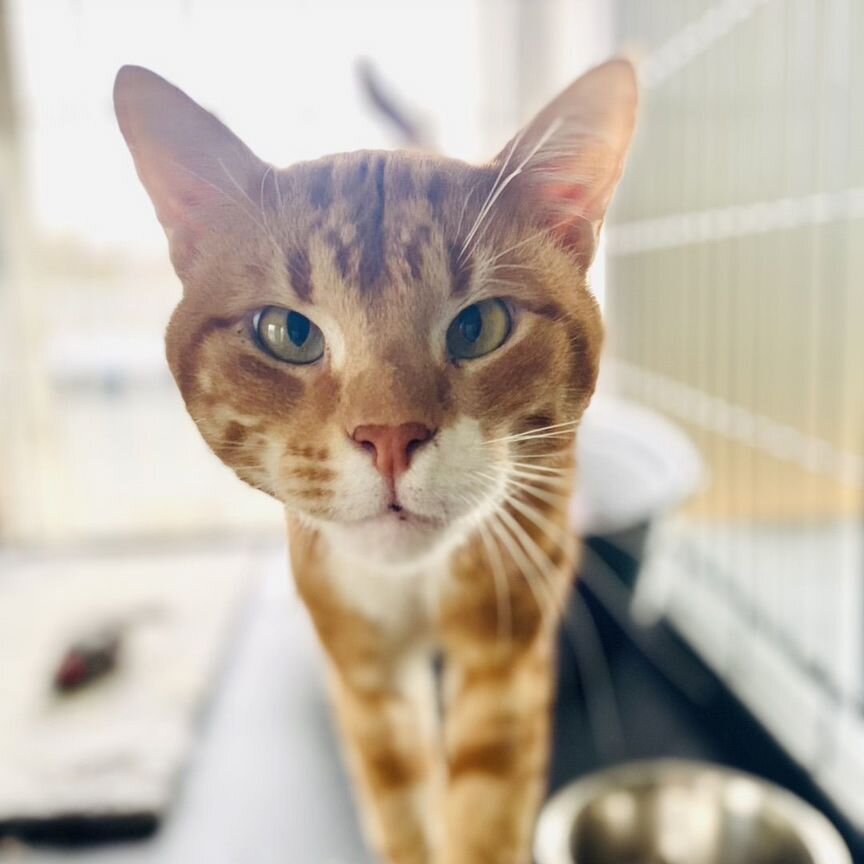 Рыжий котик ищет дом