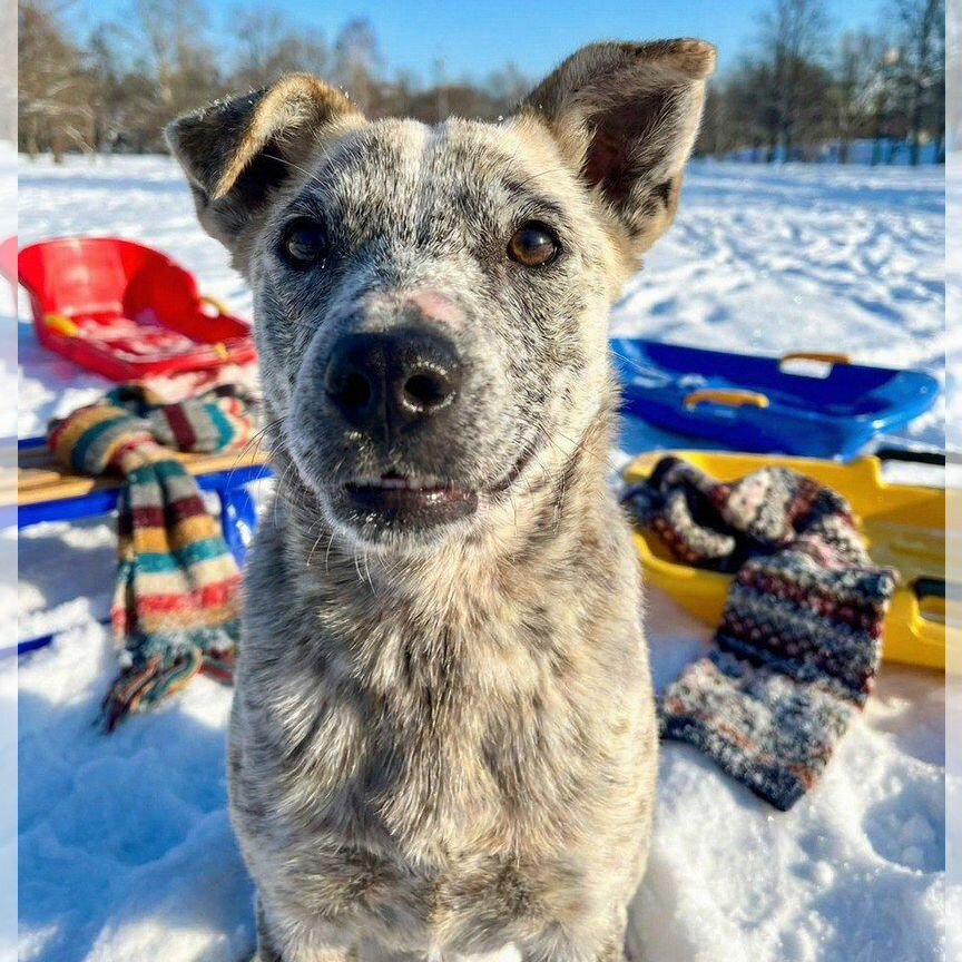 Взрослый пёс в добрые руки