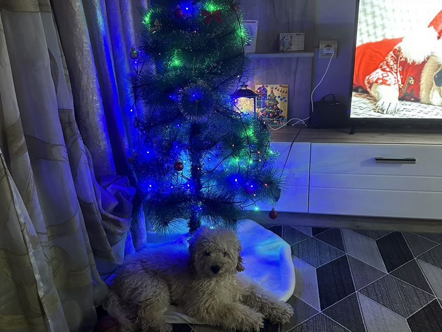 Собака мальтипу