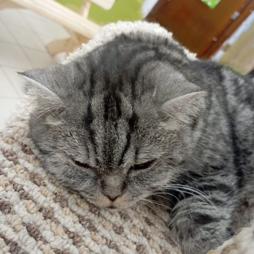 Котики бесплатно