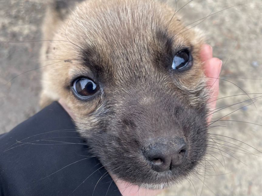 Щенок в добрые руки