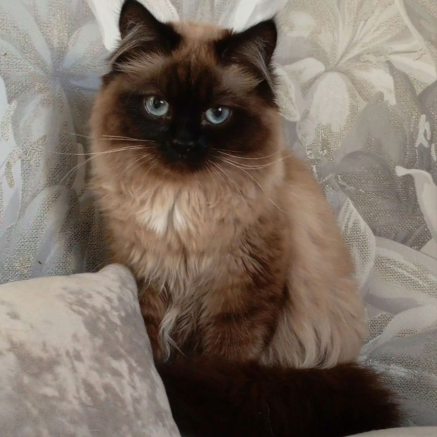 Невский маскарадный котёнок