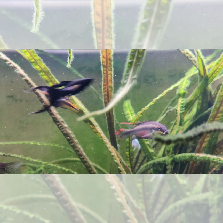 Пельвикахромис пульхера пара