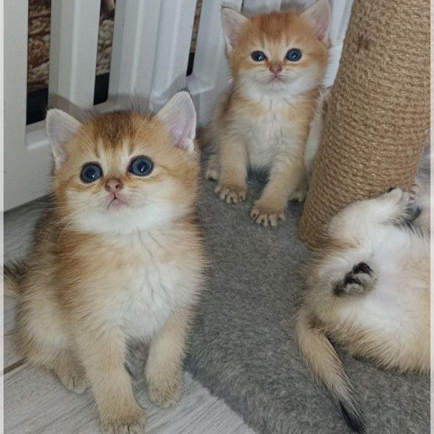 Шотландский прямоухий короткошёрстный котёнок