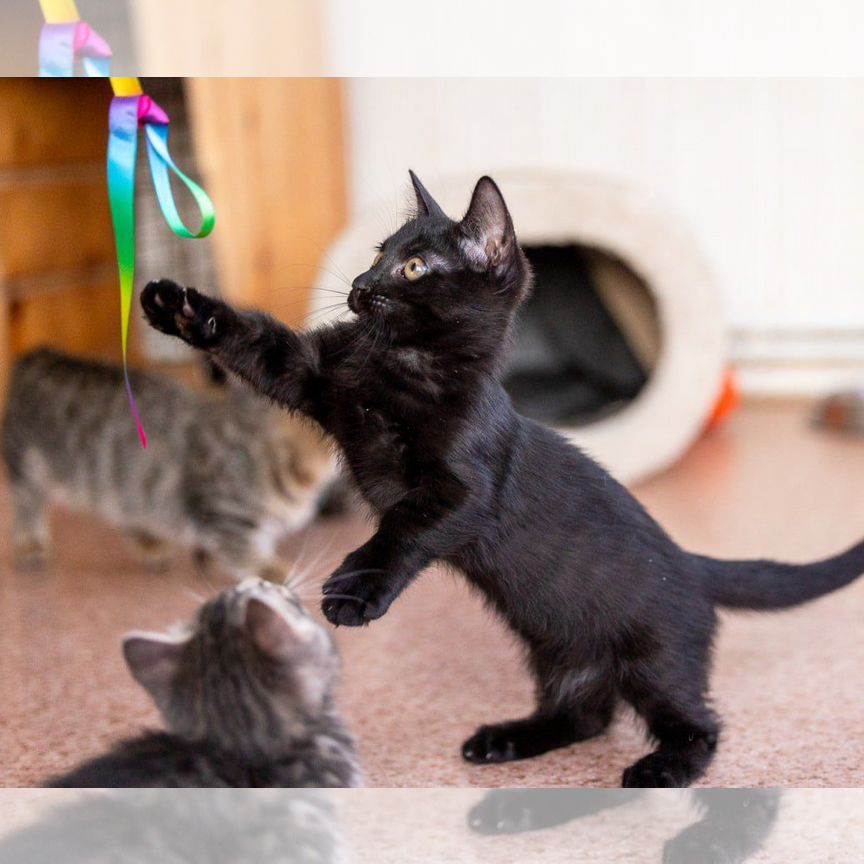 Черные коты к удаче