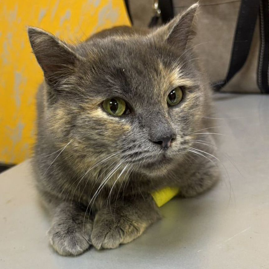 Взрослая, Девочка кошка в добрые руки