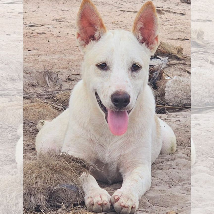 Щенок в добрые руки