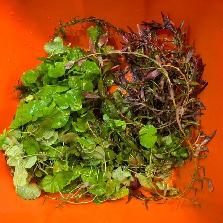 Аквариумная прополка