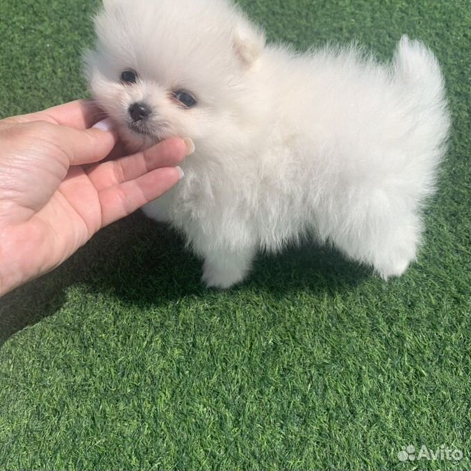 Сладенькая померанская куколка