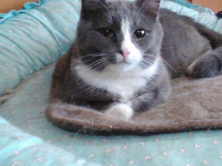 Кошка