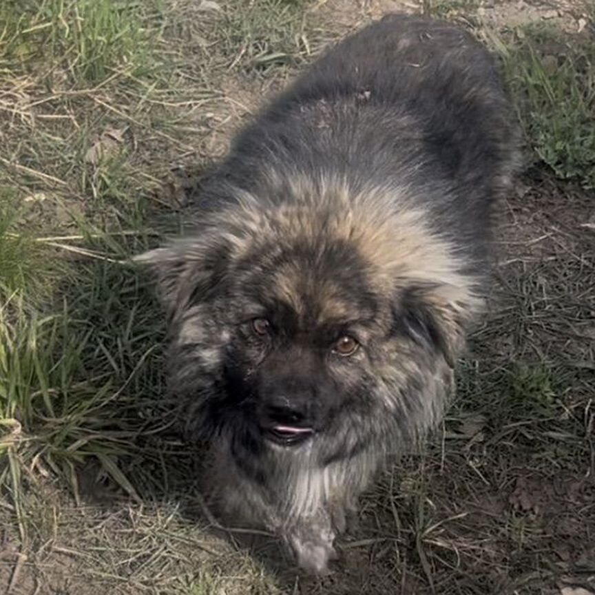 Чихуахуа, взрослый пёс