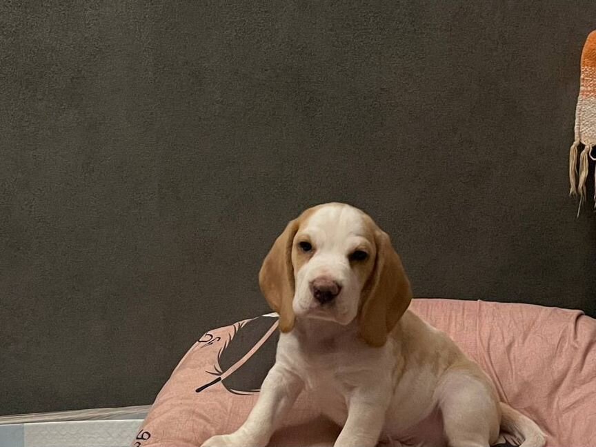 Щенок бигля