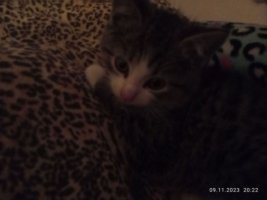 Маленький котёнок девочка зовут Виолетта